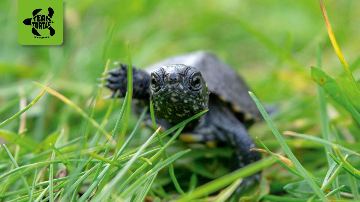 Home | TEAM TURTLE Wedemark e.V.