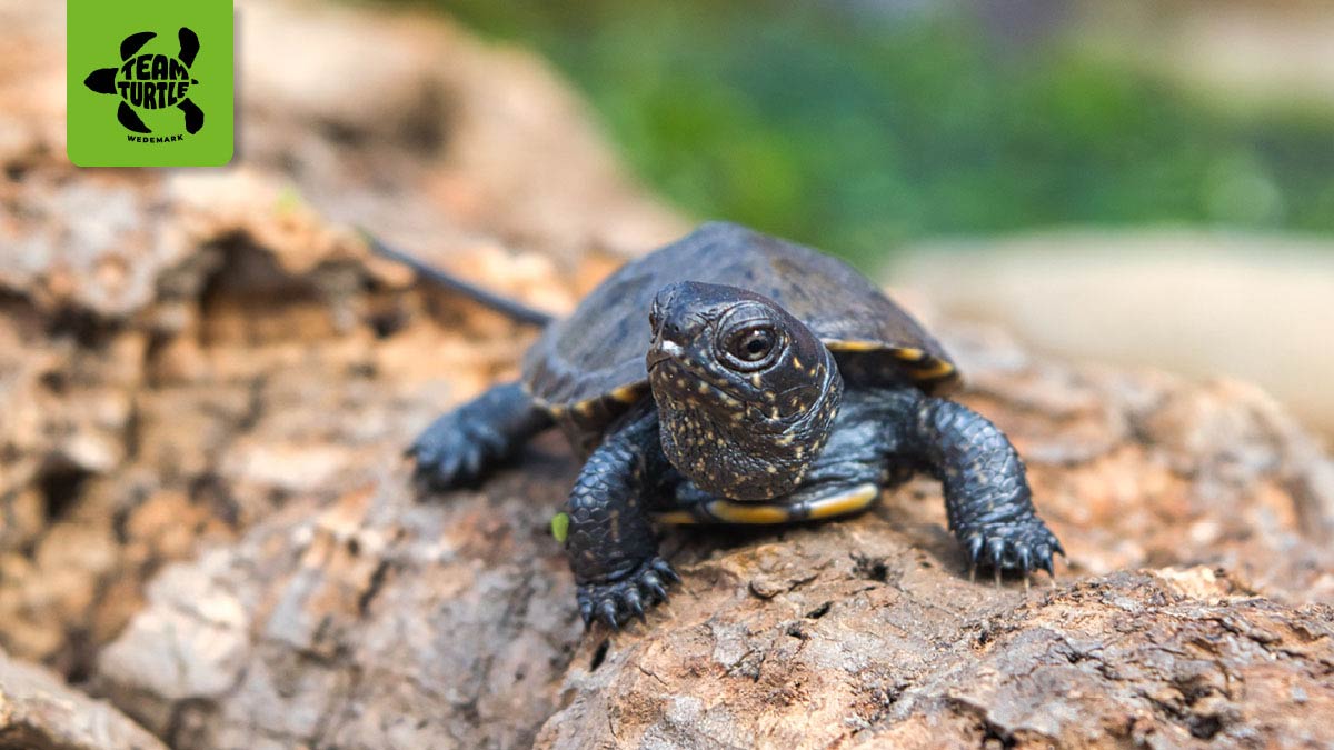 Emys | TEAM TURTLE Wedemark e.V.