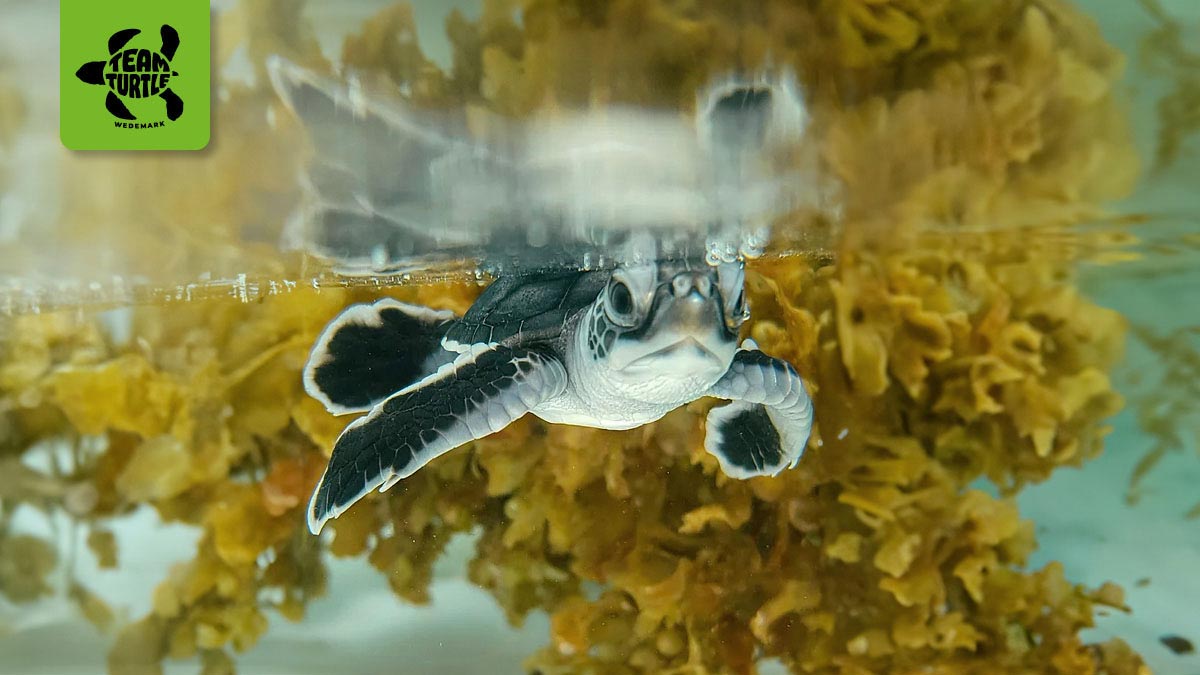 Turtles | TEAM TURTLE Wedemark e.V.